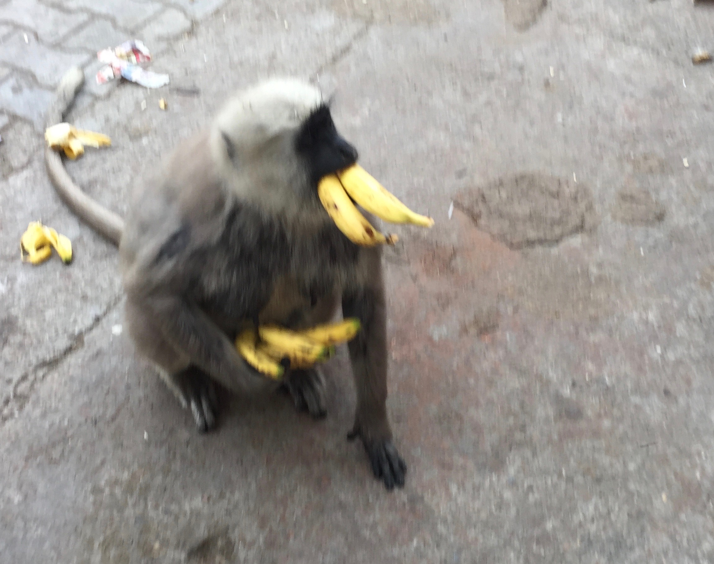 How do I love langur monkeys? Let me count the ways...