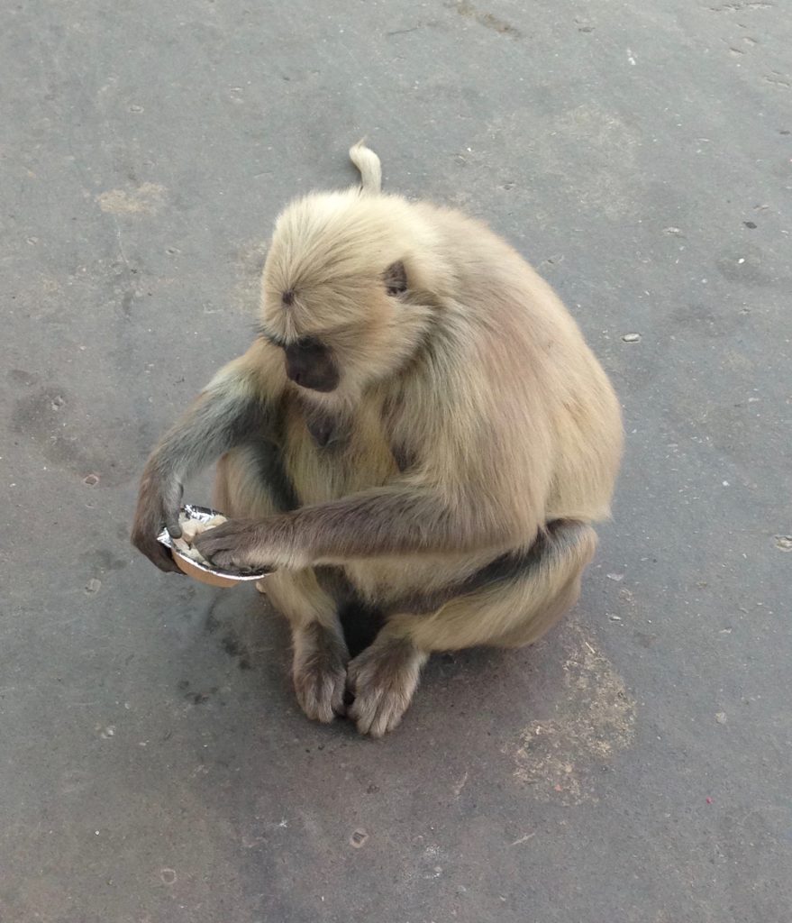 How do I love langur monkeys? Let me count the ways...