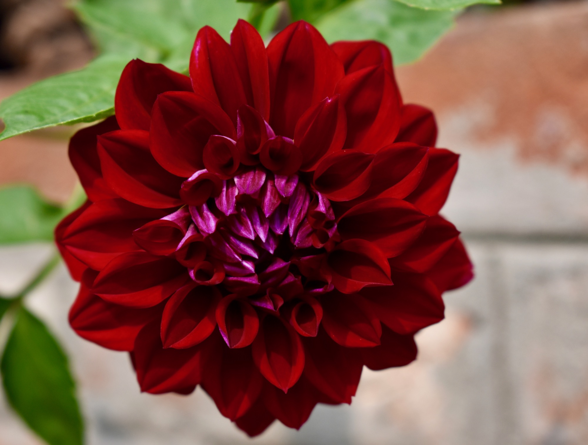 Beautiful Indian flowers caught close-up
