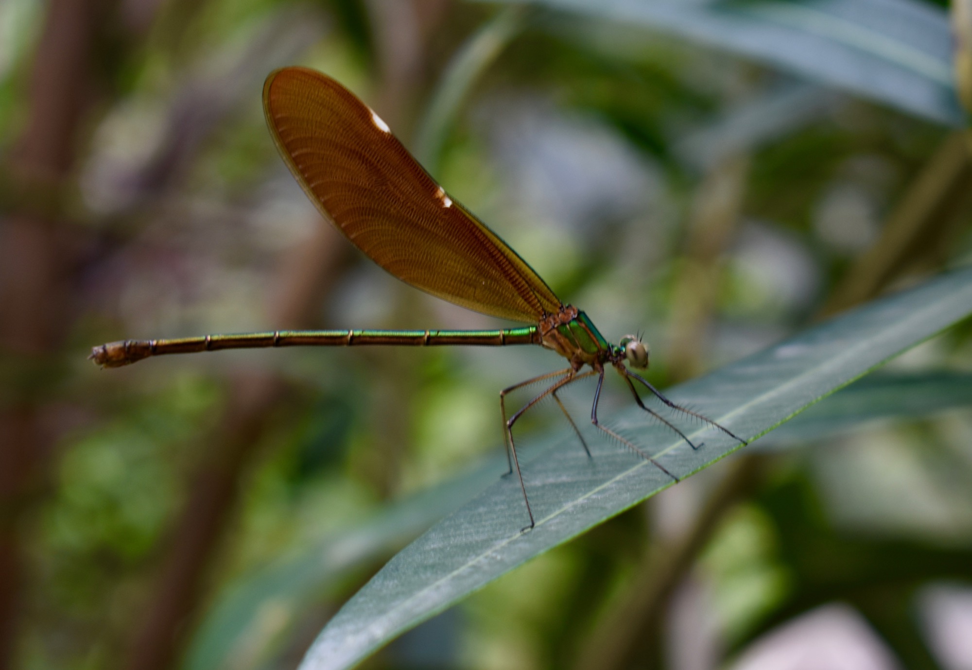 The hidden world of insects